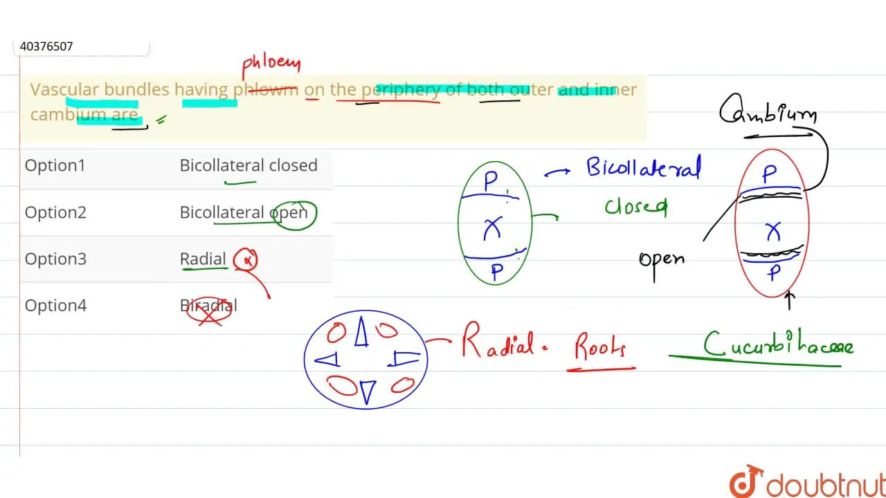 Amphivasal, conjoint closed vascular bundles