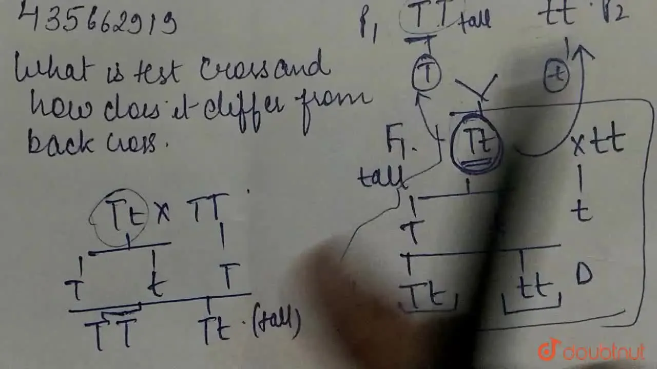What is test cross and how does It differ from back cross?