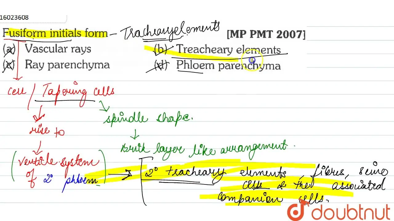 Fusiform initials form