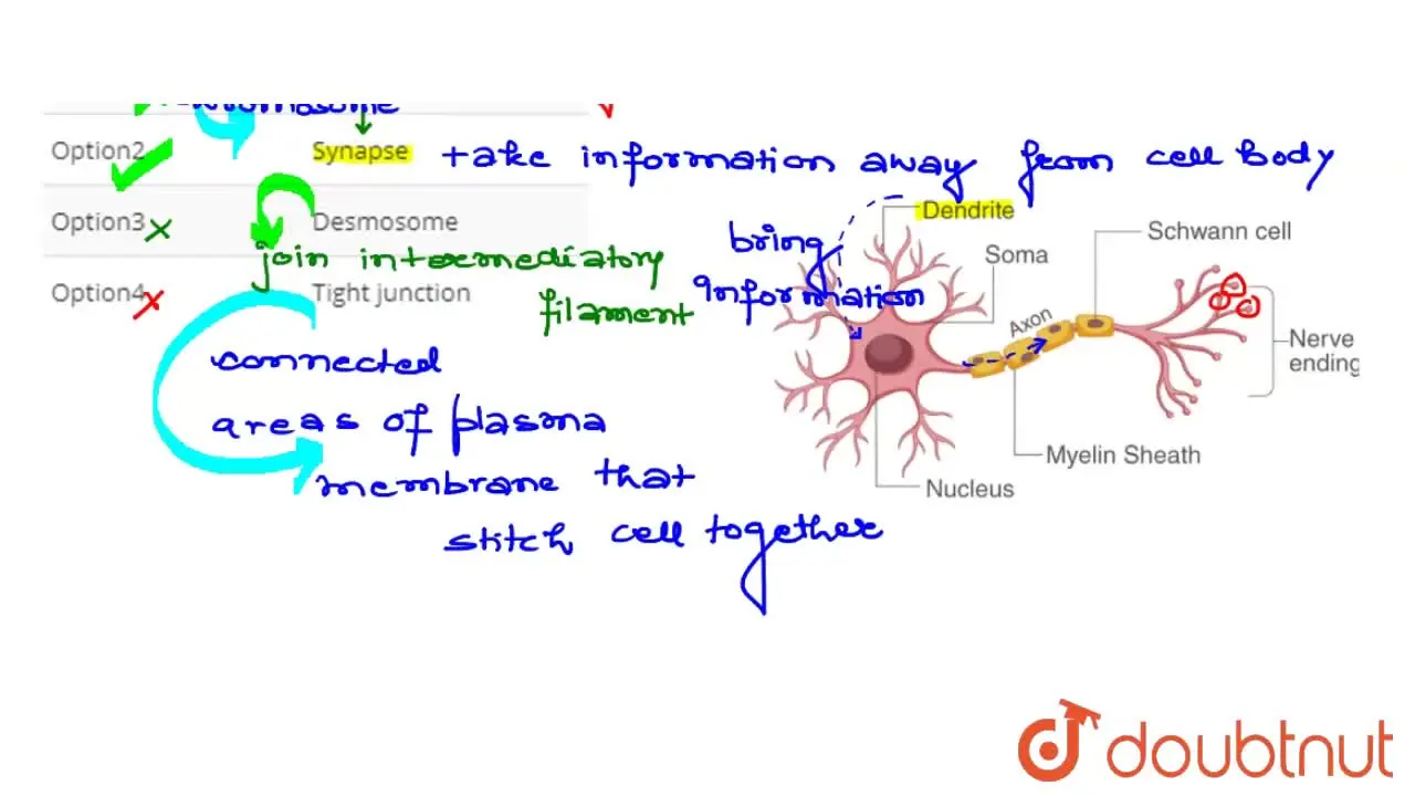 Connection between axon and dendrite is called