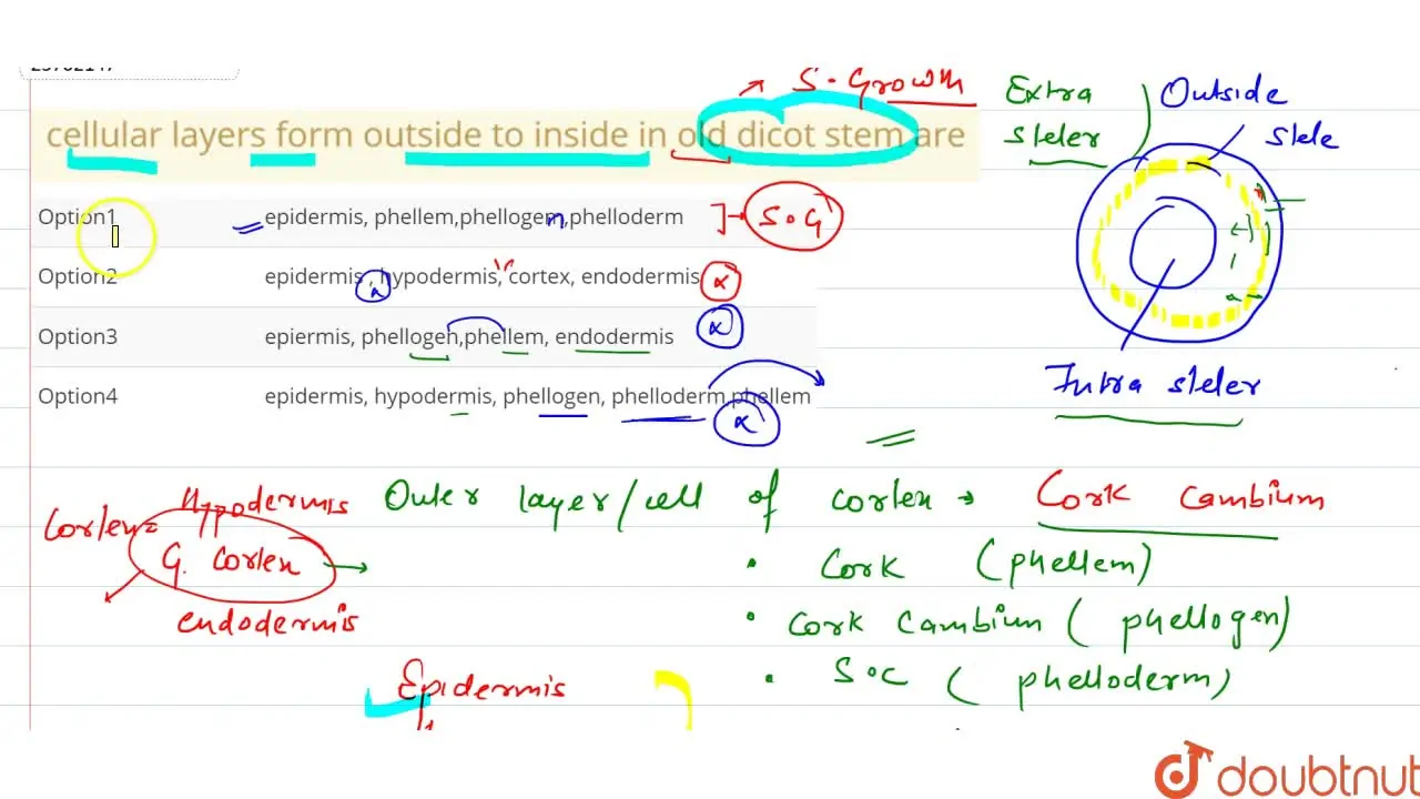 epiermis, phellogen,phellem, endodermis