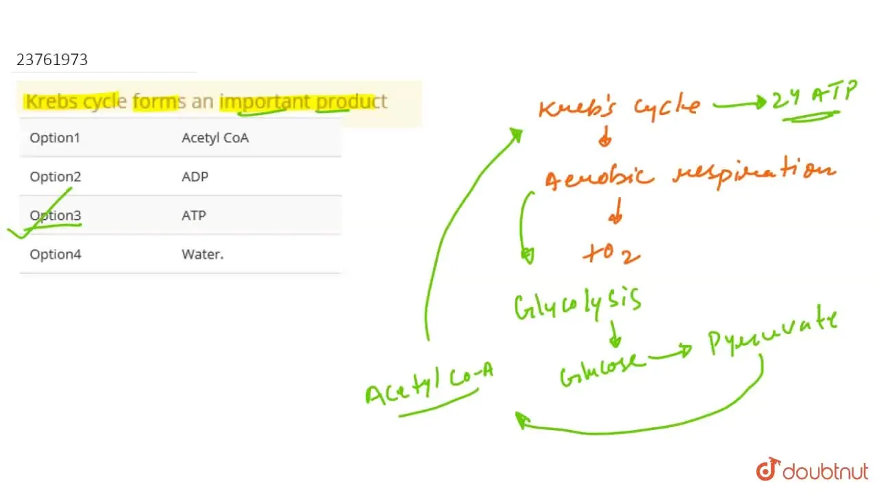 Krebs cycle forms an important product