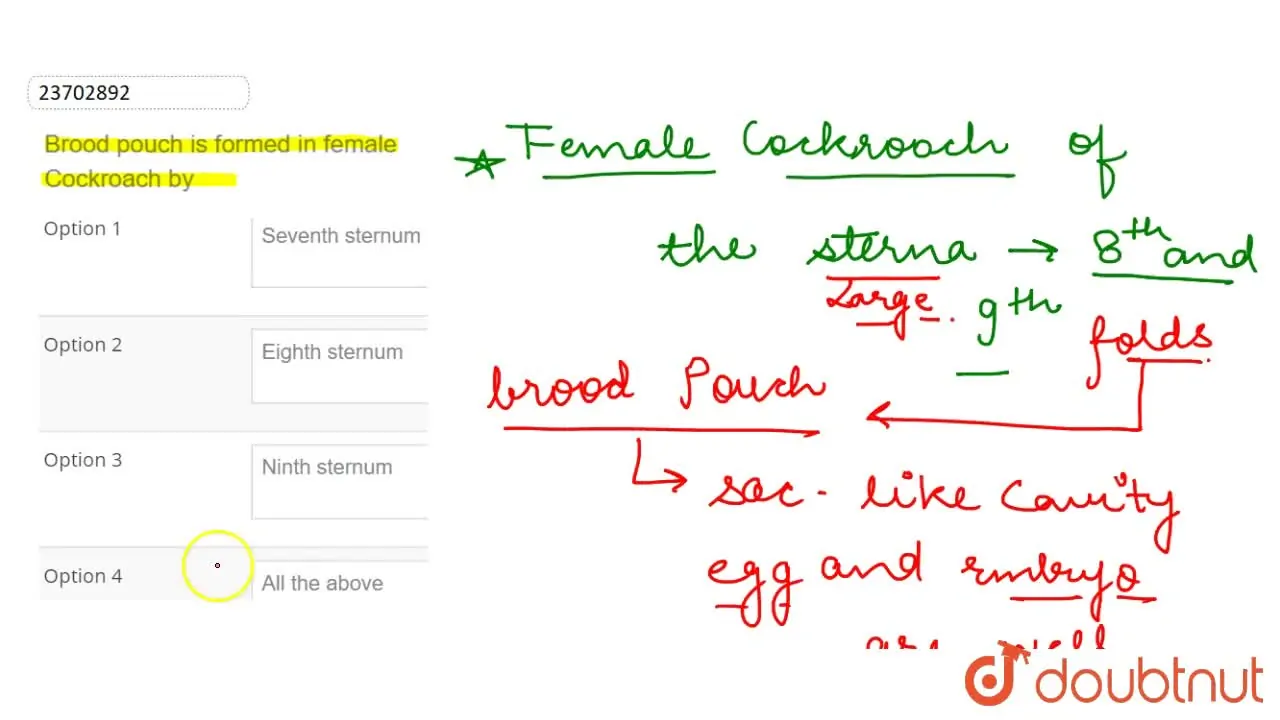 Brood pouch is formed in female Cockroach by