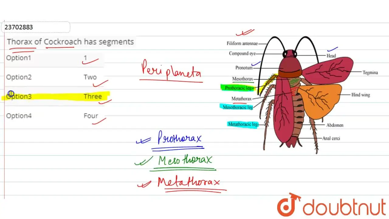 Thorax of Cockroach has segments