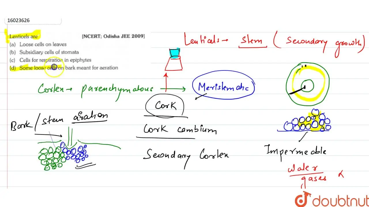 [Solved] Lenticels are