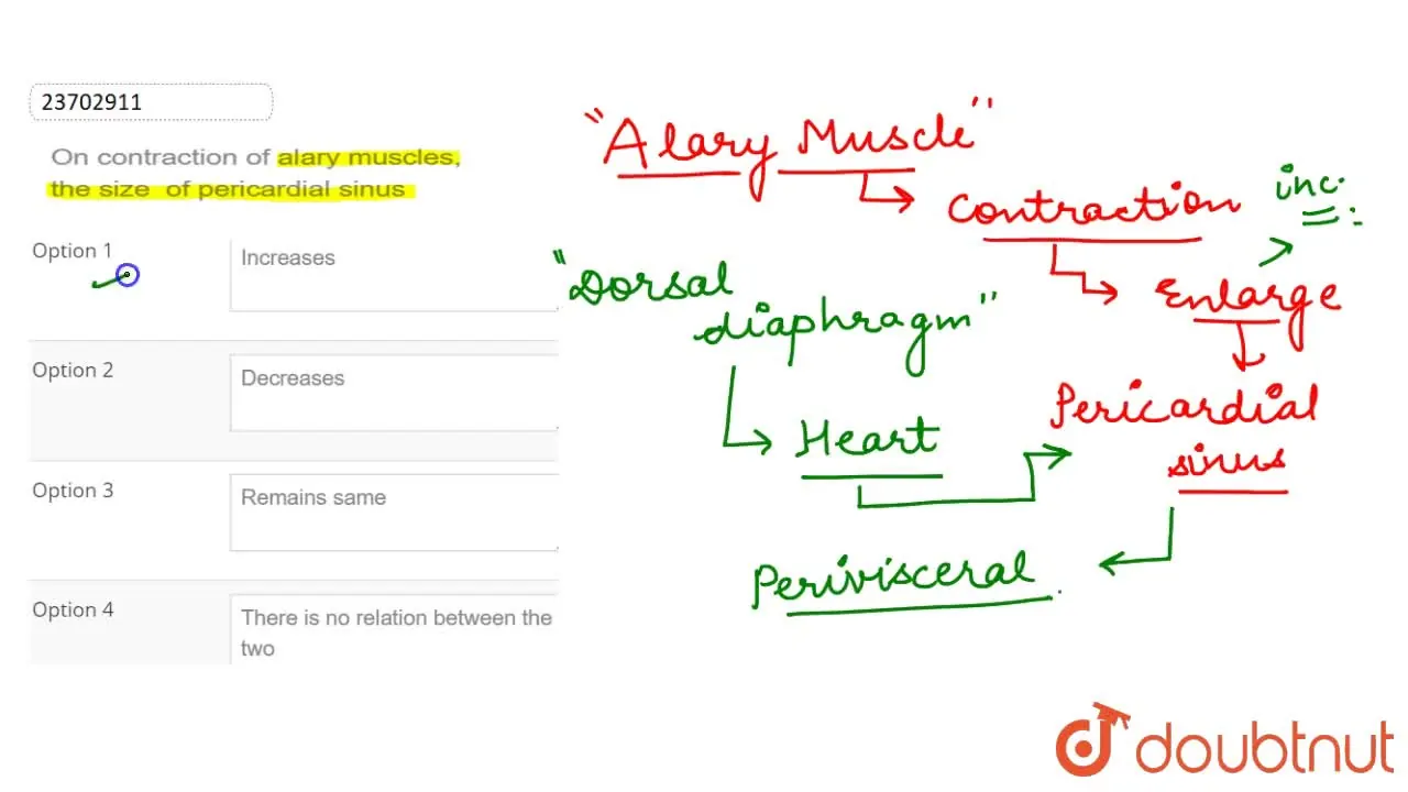 On contraction of alary muscles, the size of pericardial sinus