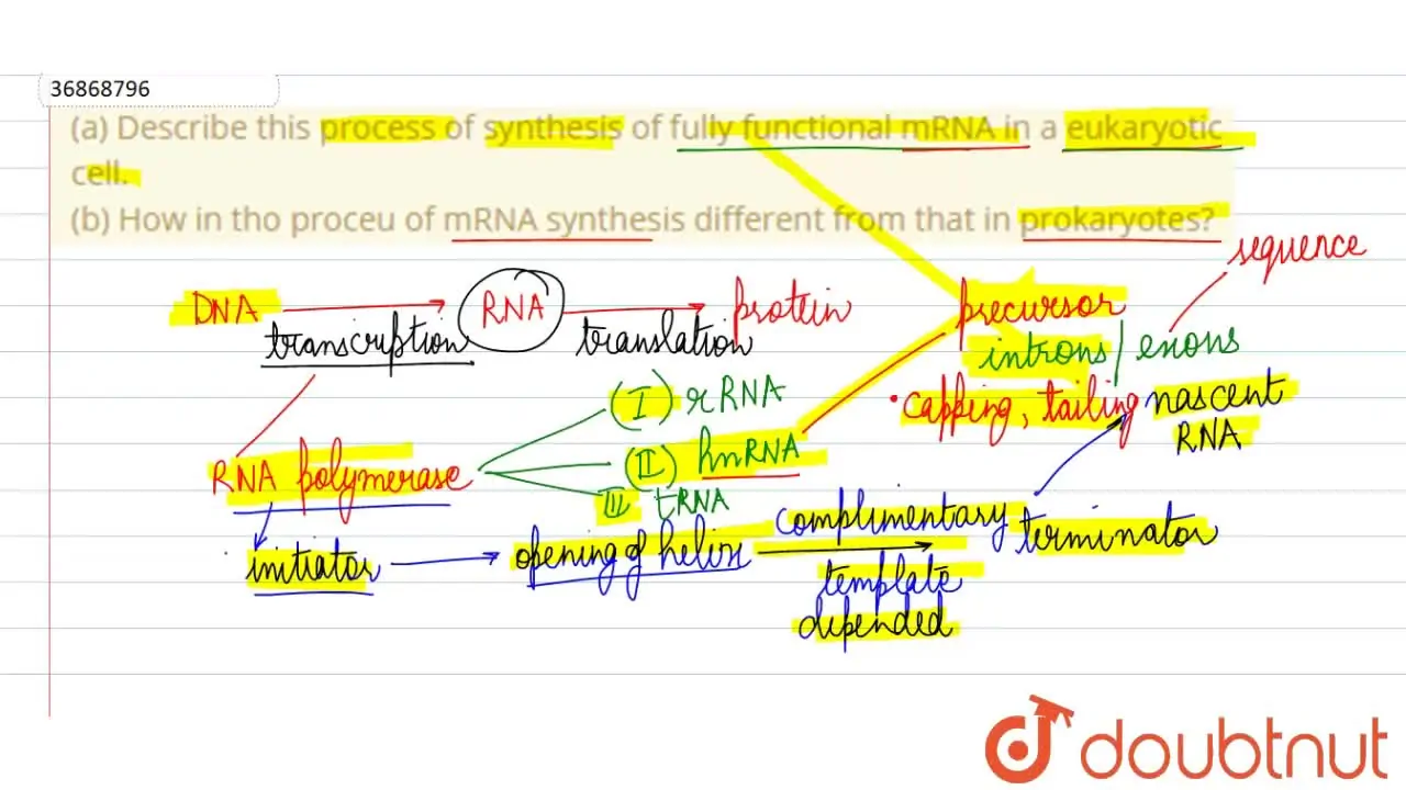 (a) Describe this process of synthesis of fully functional mRNA in a e