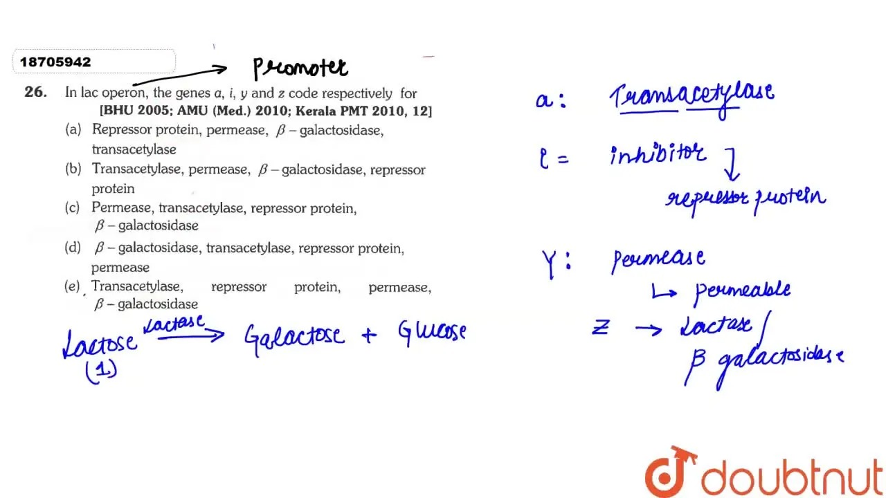 Permease, transacetylase, repressor protein, beta-galactosidase