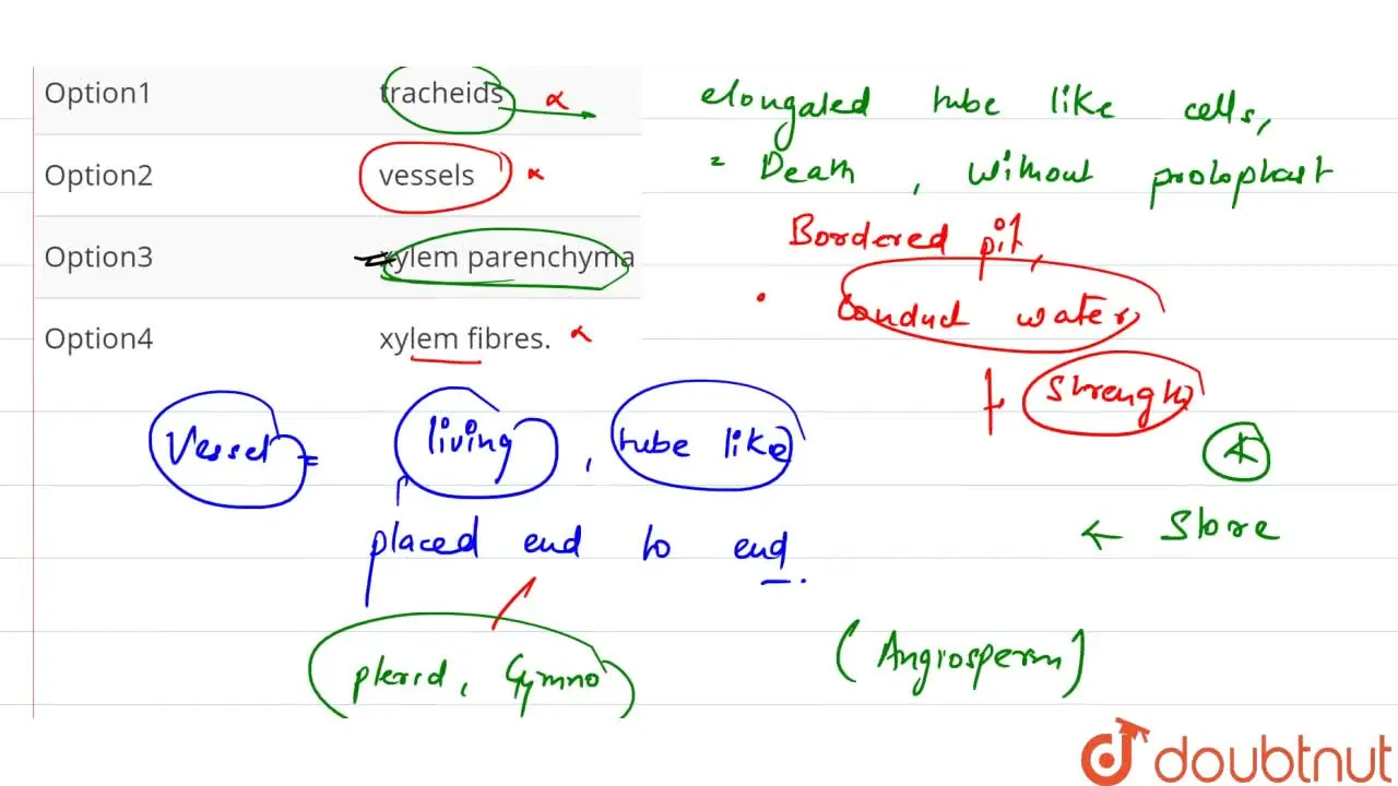 The elements of xylen tissue that store tannins are