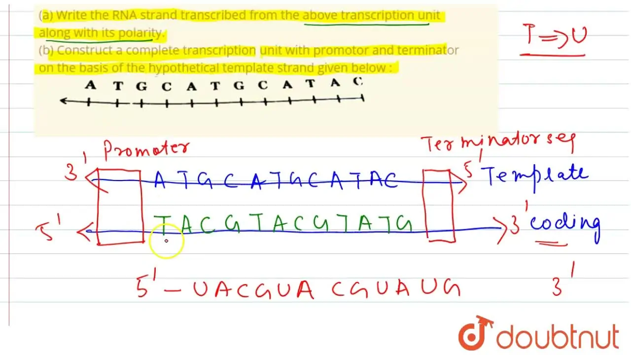 (a) Write the RNA strand transcribed from the above transcription unit