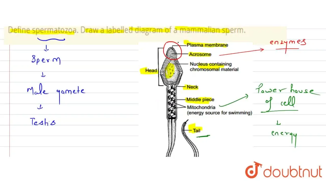 Define spermatozoa. Draw a labelled diagram of a mammalian sperm.