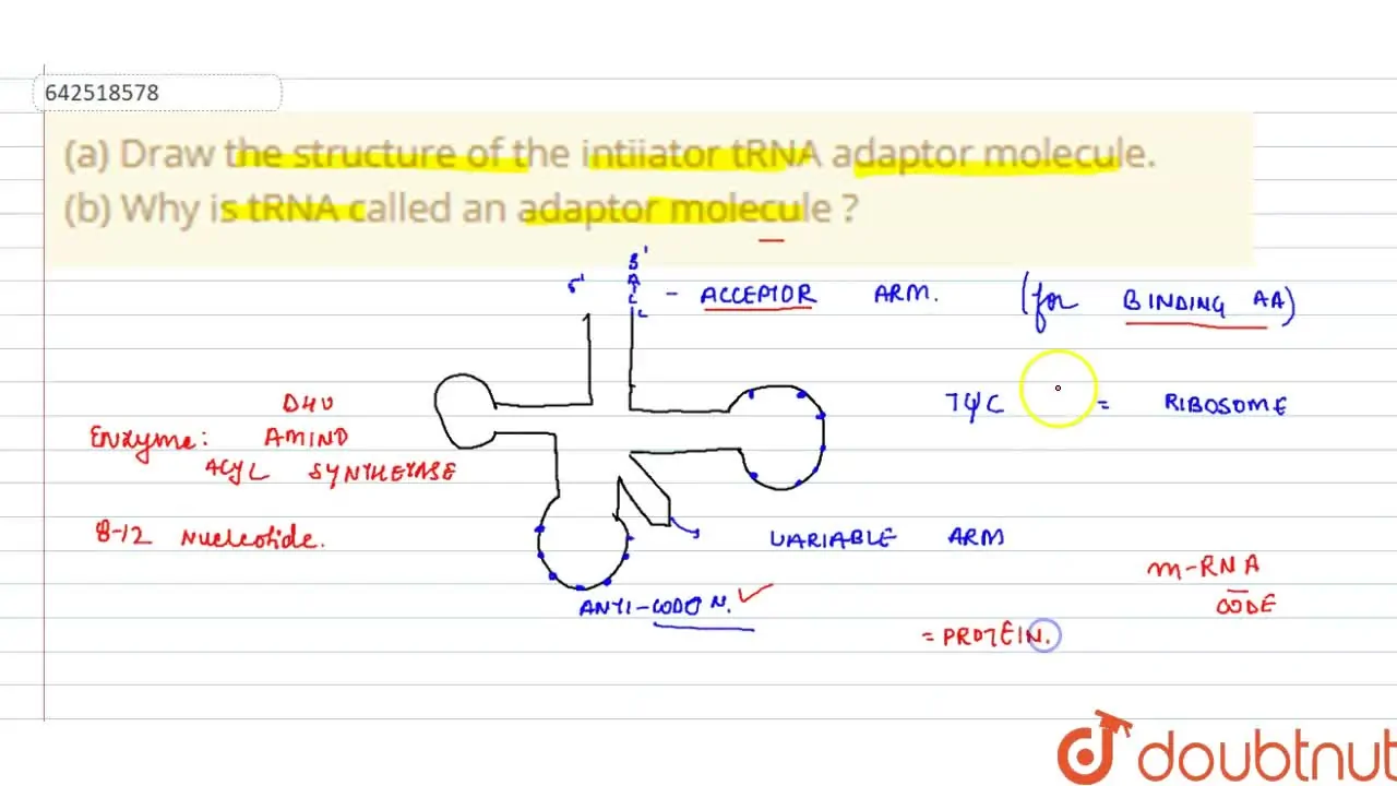 (a) Draw the structure of the intiiator tRNA adaptor molecule. (b) Wh