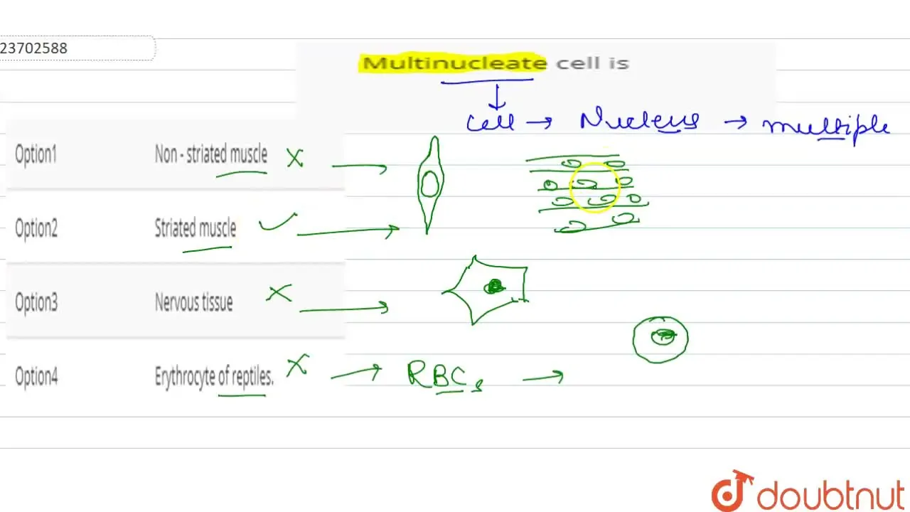 Multinucleate cell is