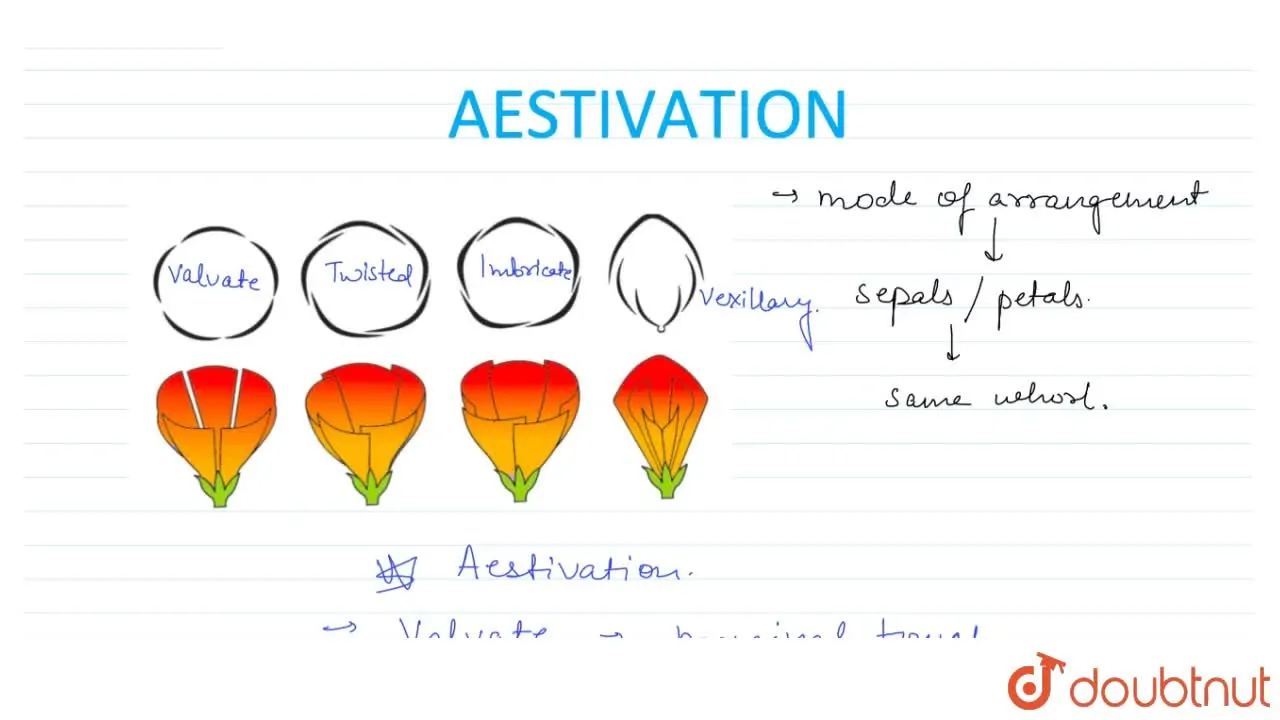 [Solved] AESTIVATION