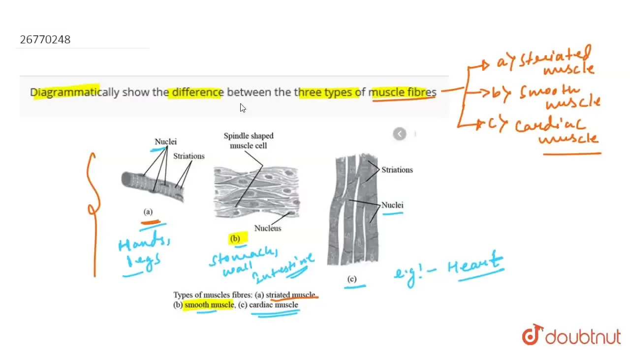 Diagrammatically show the difference between the three types of muscle