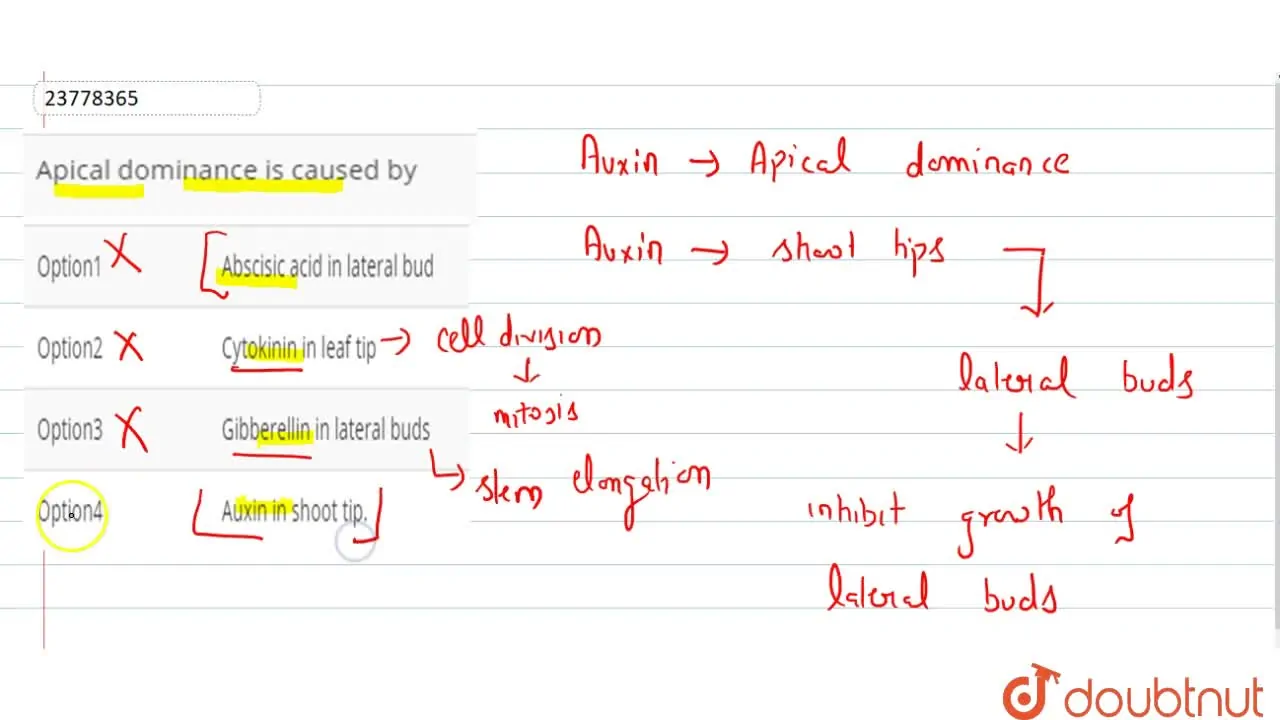 Apical dominance is caused by