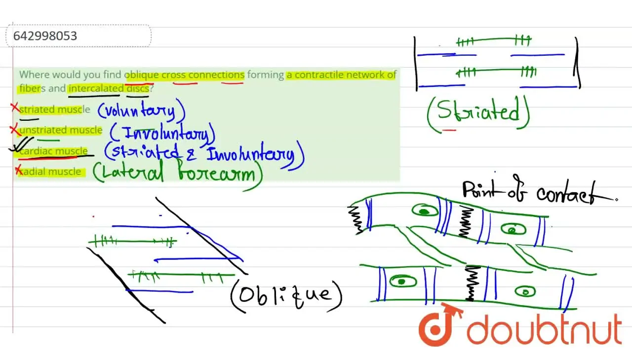 Where would you find oblique cross connections forming a contractile n