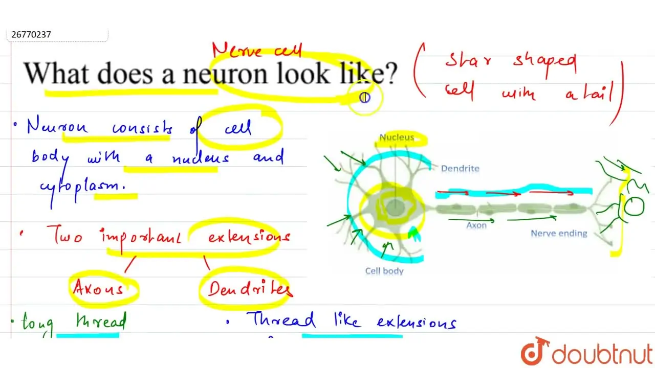 What Does A Neuron Look Like 
