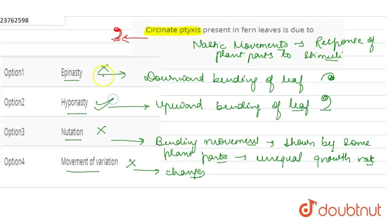 Circinate ptyxis present in fern leaves is due to
