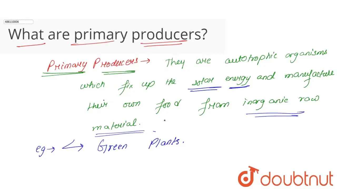 What are primary producers?