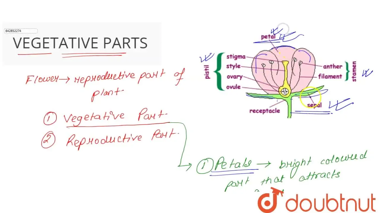 VEGETATIVE PARTS