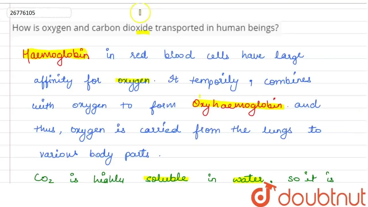 How is oxygen and carbon dioxide transported in human beings?