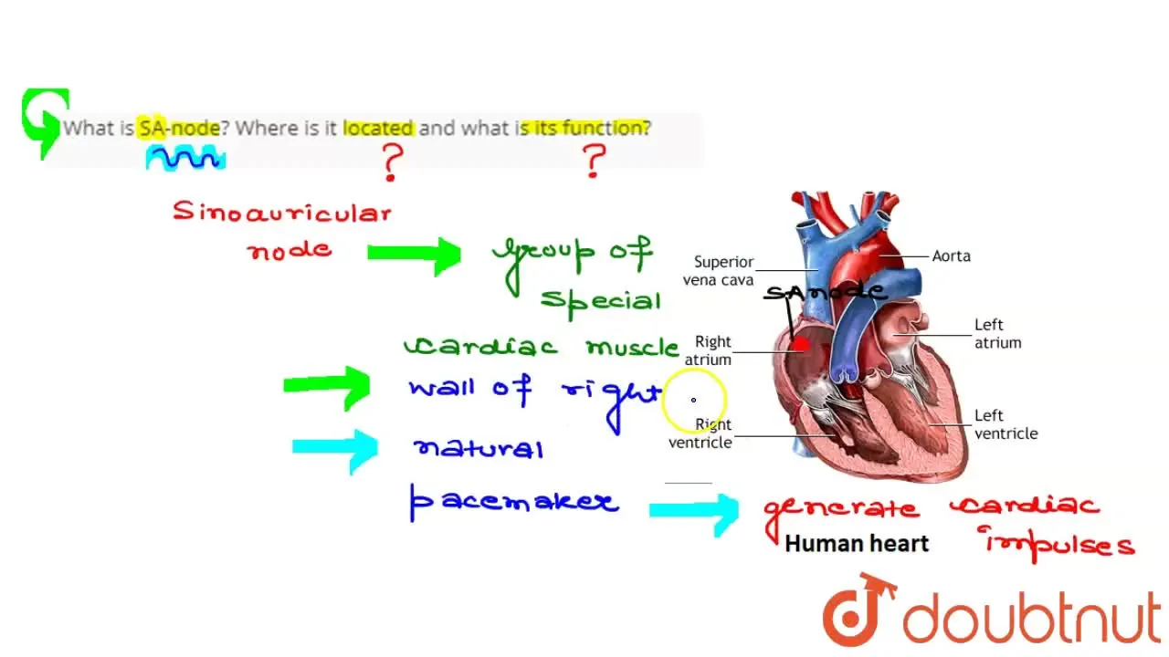 What is SA-node? Where is it located and what is its function?