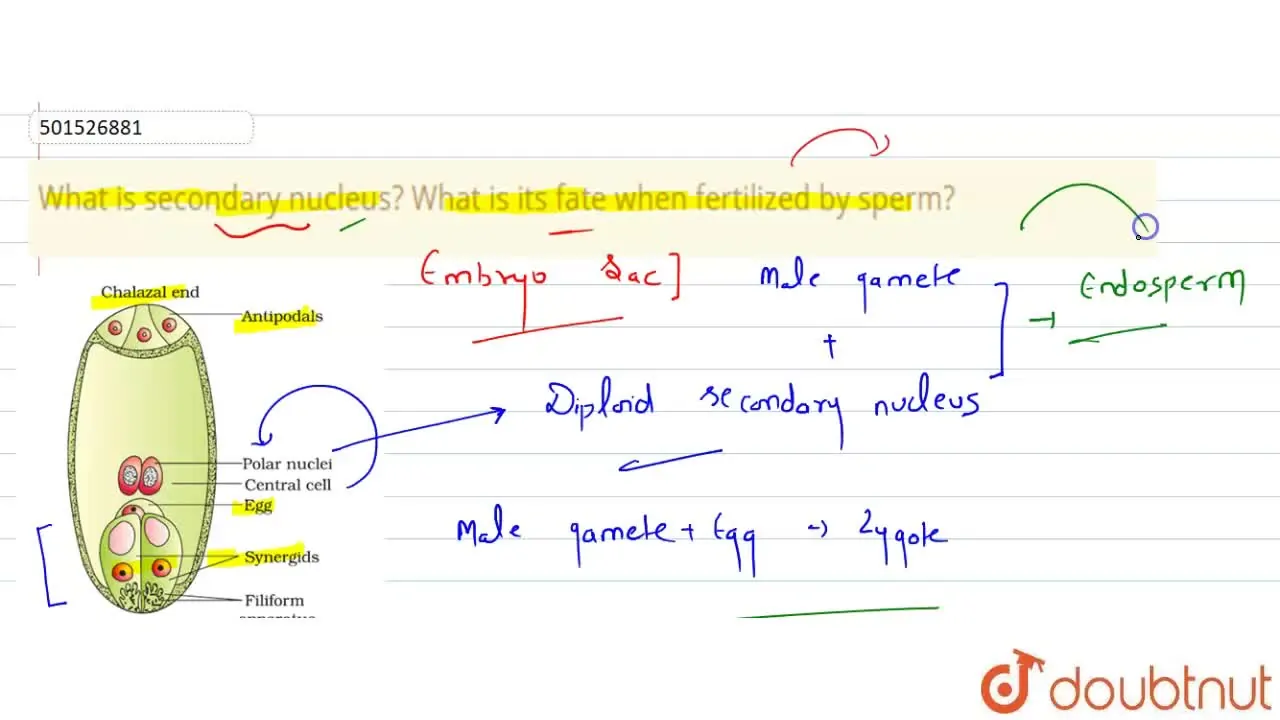 What is secondary nucleus? What is its fate when fertilized by sperm?