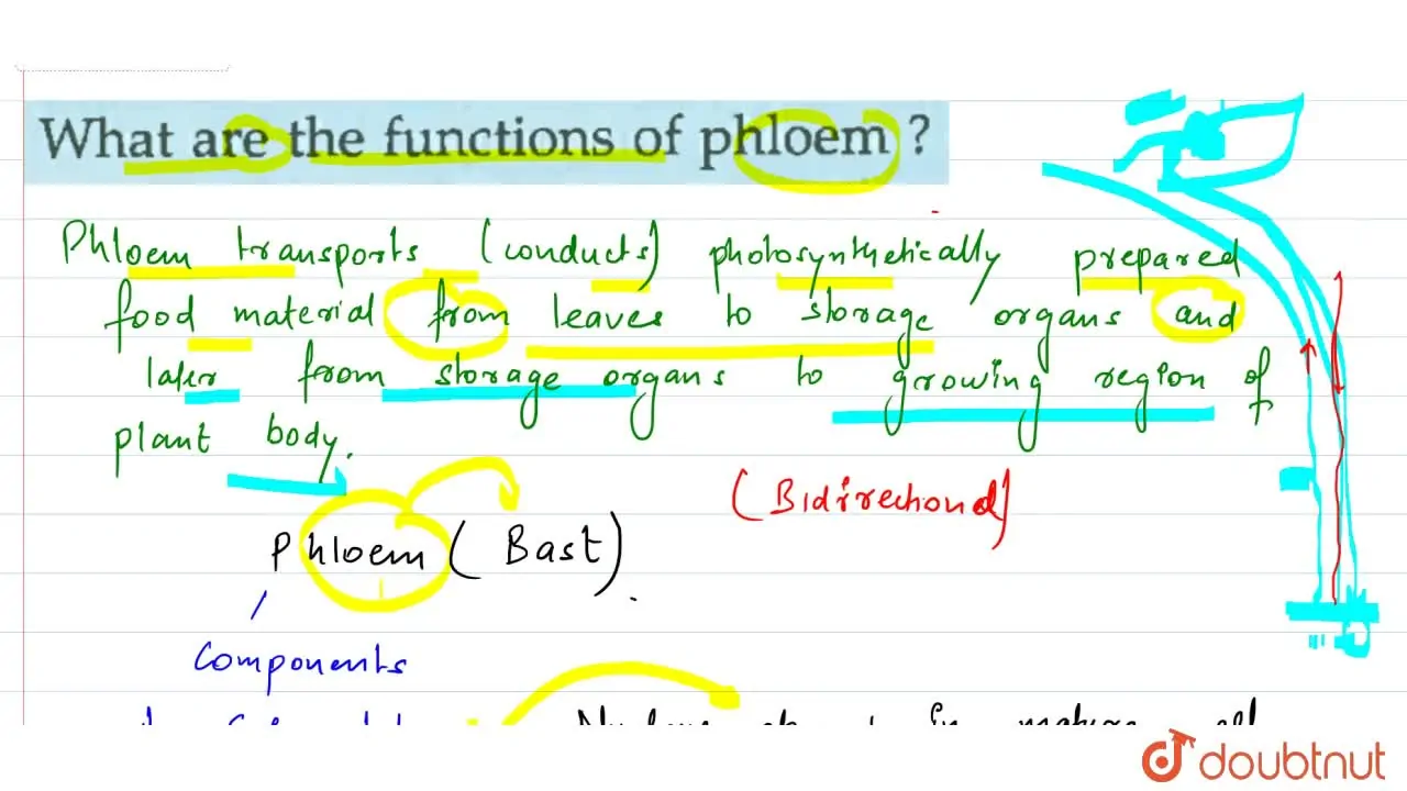 What are the functions of phloem