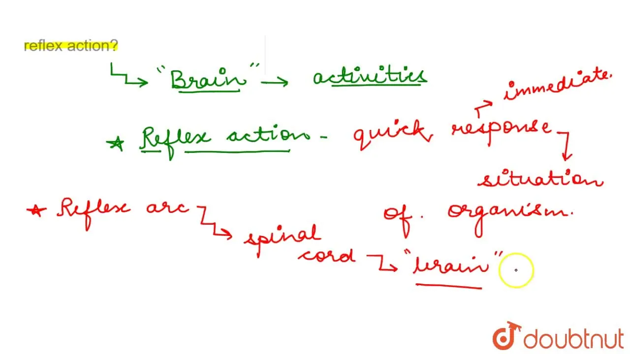 What is the role of the brain in reflex action?