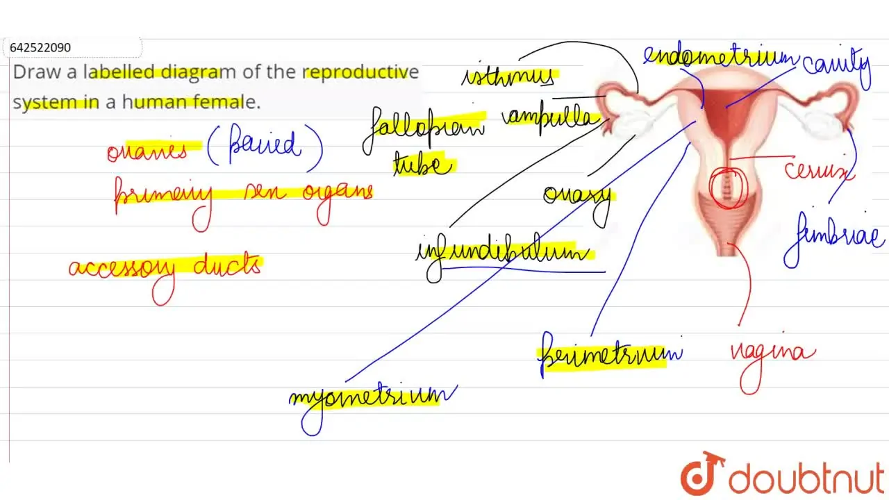 Draw a labelled diagram of the reproductive system in a human female.