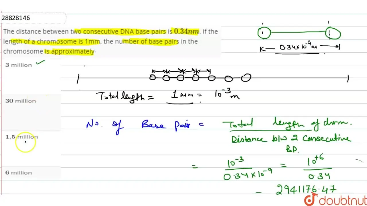 The distance between two consecutive DNA base pairs is 0.34 nm. I