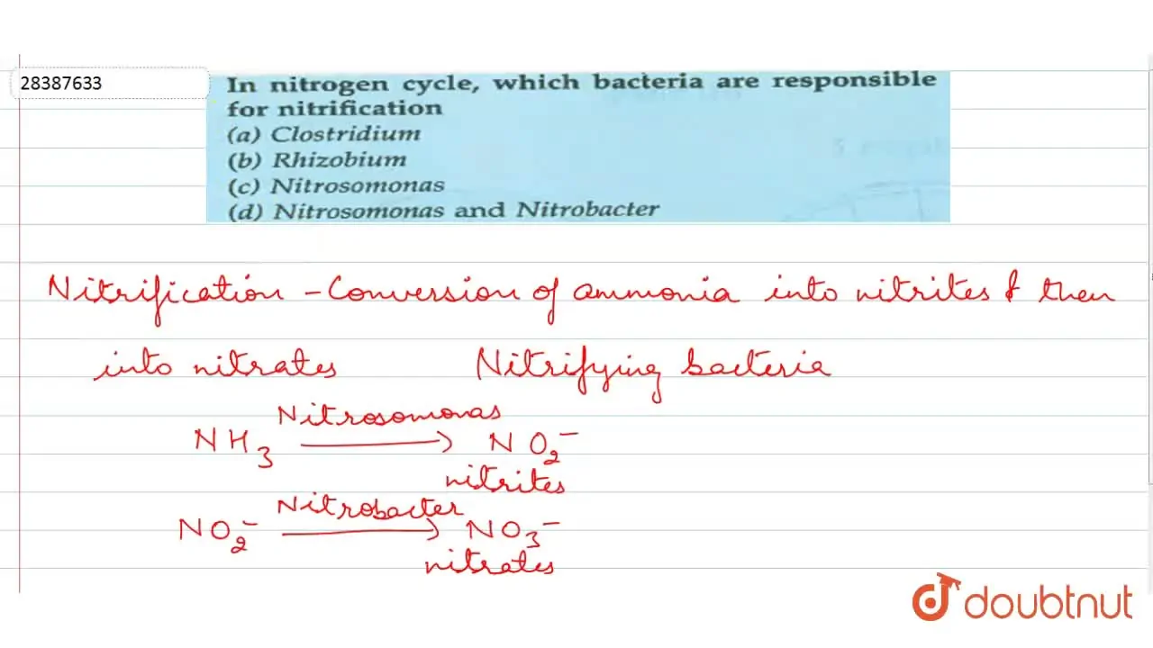 In nitrogen cycle, which bacteria are responsible for nitrification