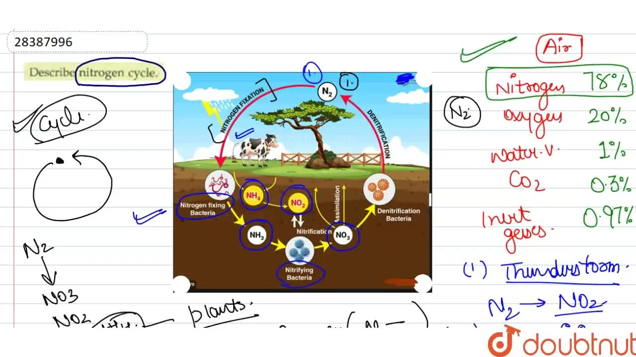 Describe nitrogen cycle.