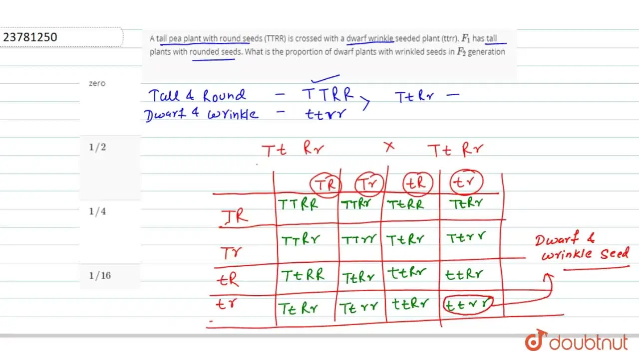A tall pea plant with round seeds (TTRR) is crossed with a dwarf wrink