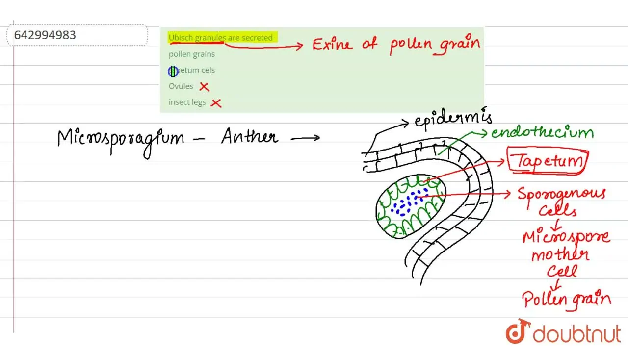 Ubisch granules are secreted