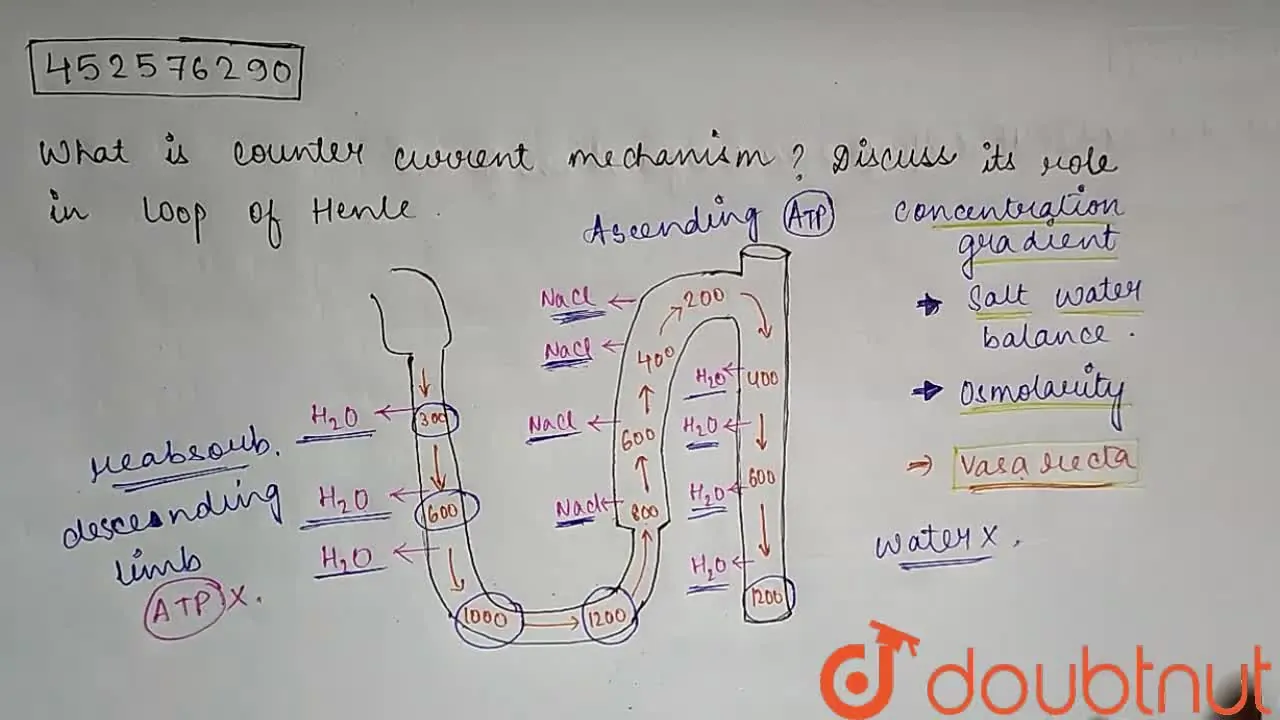 What is counter - current mechanism ? Discuss its role in loop of Henl
