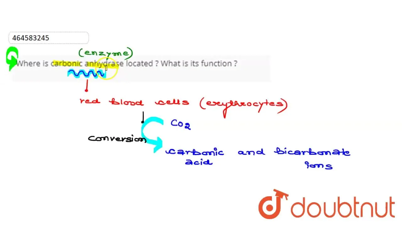 Where is carbonic anhydrase located ? What is its function