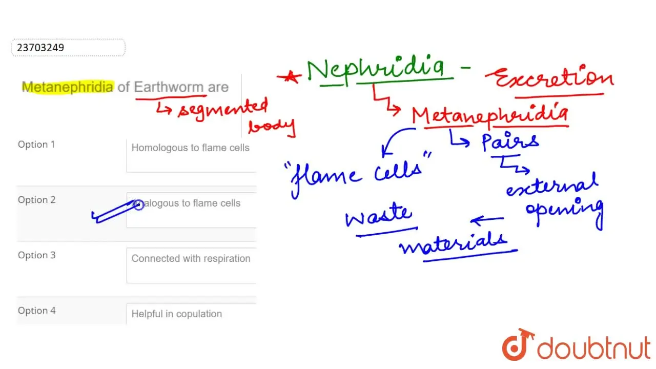 Metanephridia of Earthworm are