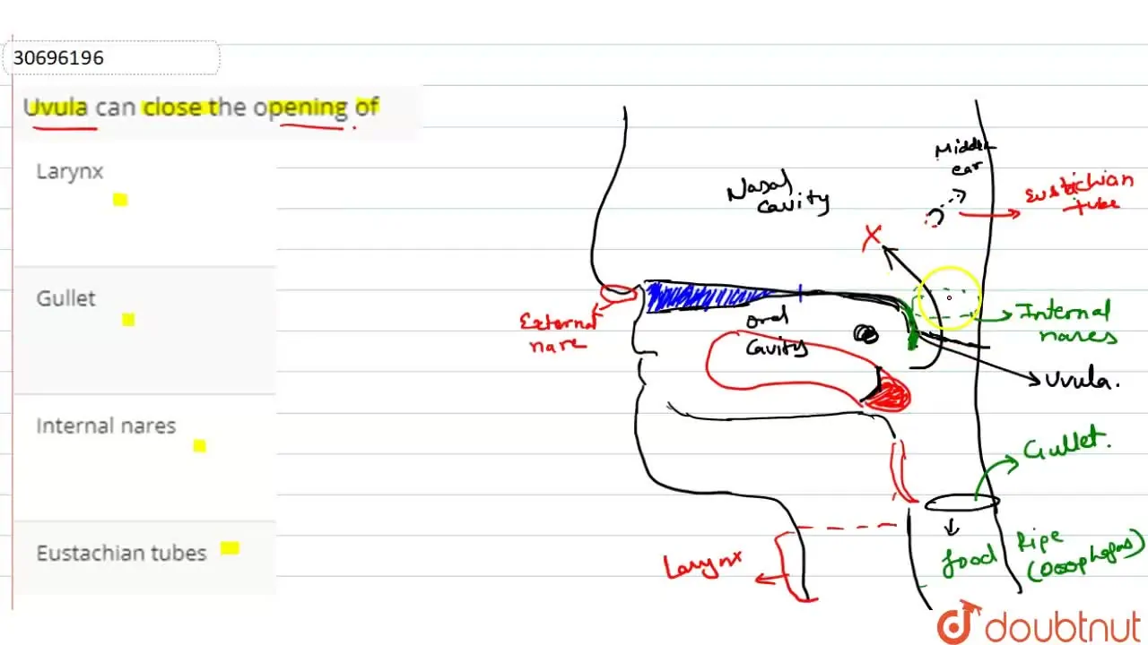 Uvula can close the opening of