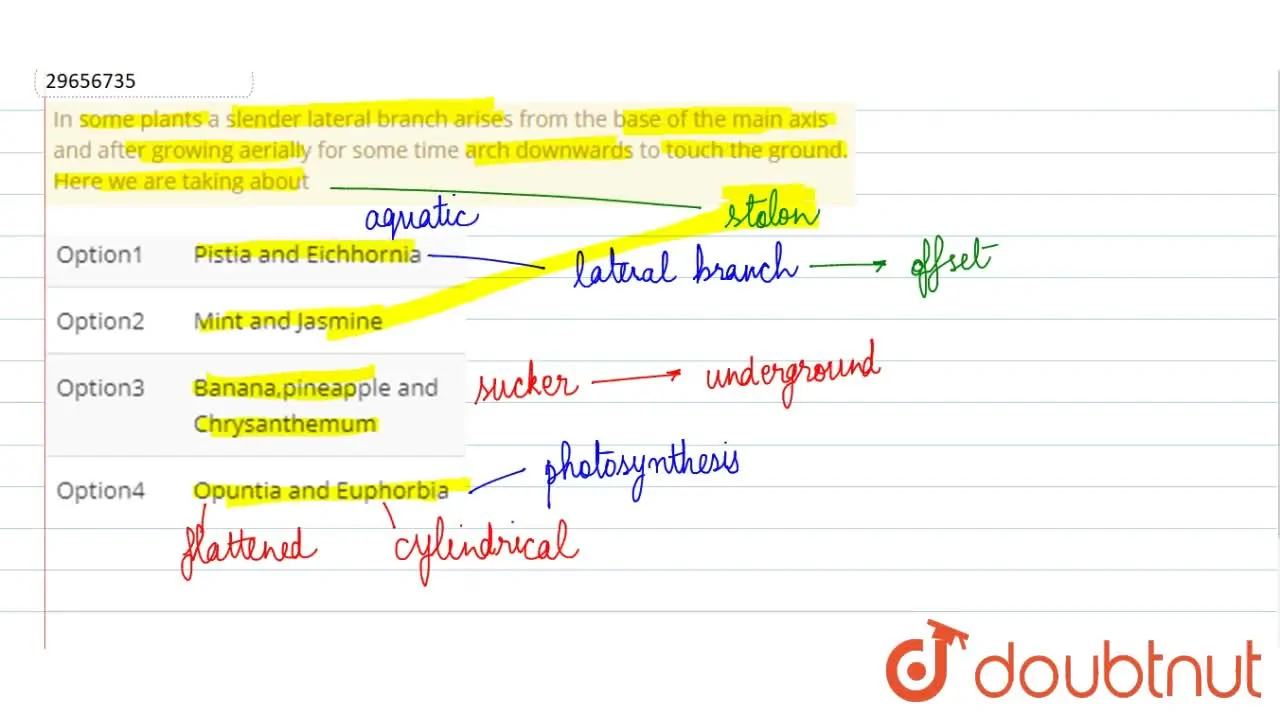 In some plants a slender lateral branch arises from the base of the ma