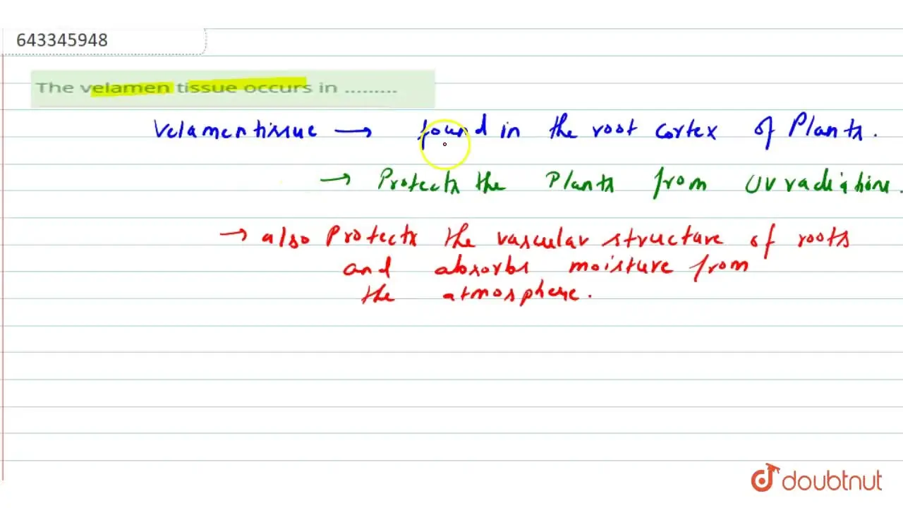 The velamen tissue occurs in .........