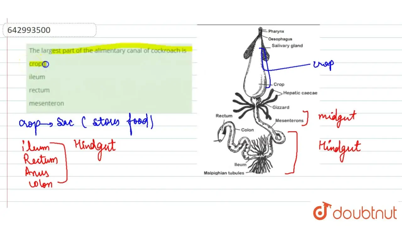 The largest part of the alimentary canal of cockroach is