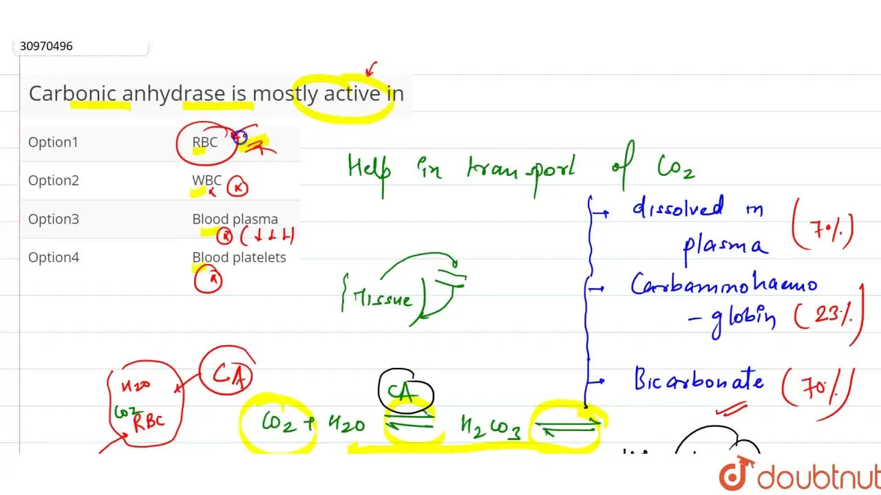Carbonic anhydrase is mostly active in