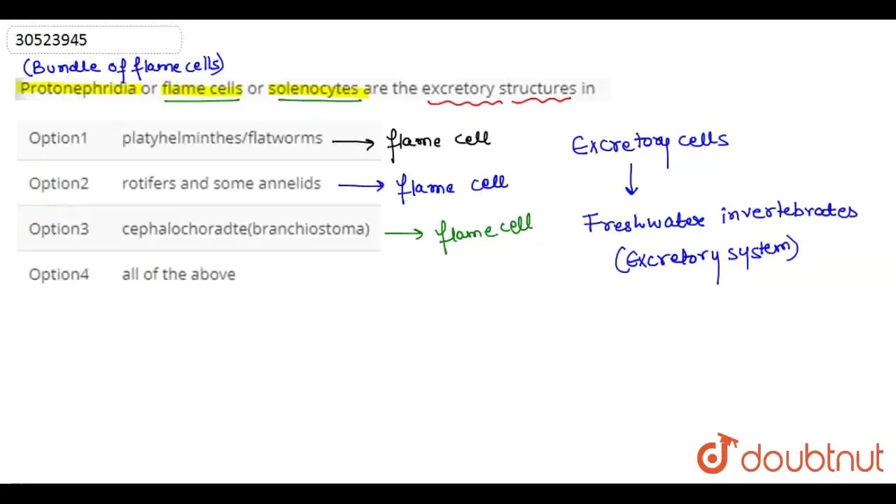 Protonephridia or flame cells or solenocytes are the excretory structu