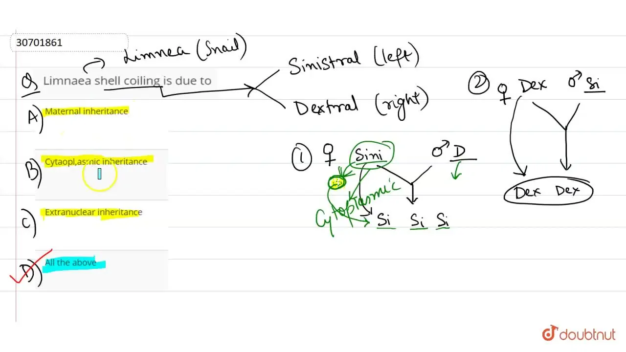 Limnaea shell coiling is due to