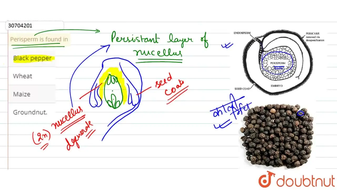Perisperm is found in