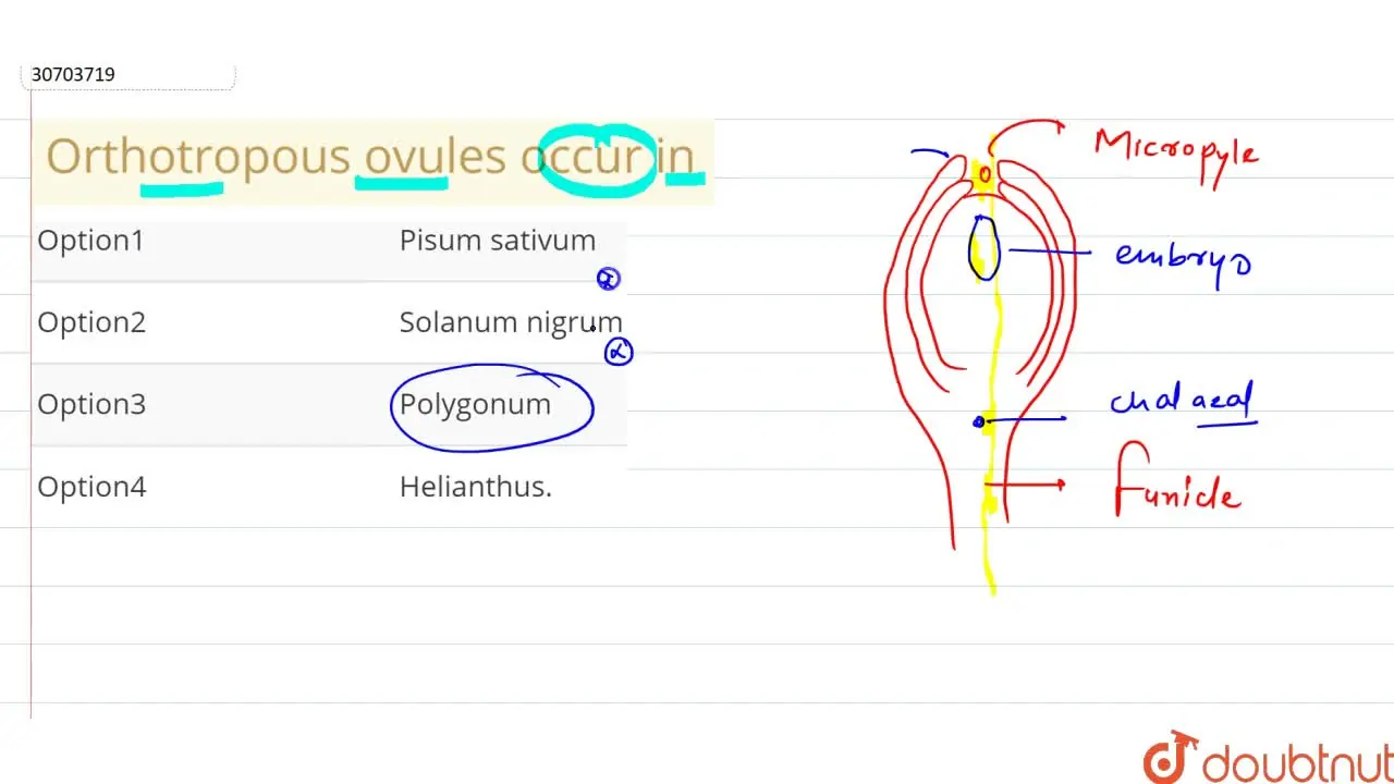 Orthotropous ovules occur in