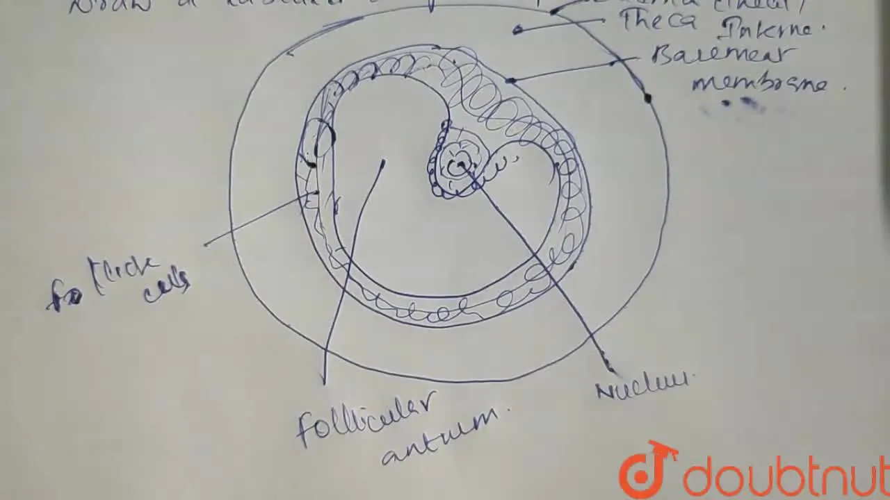 Draw a labelled diagram of a Graafian follicle?