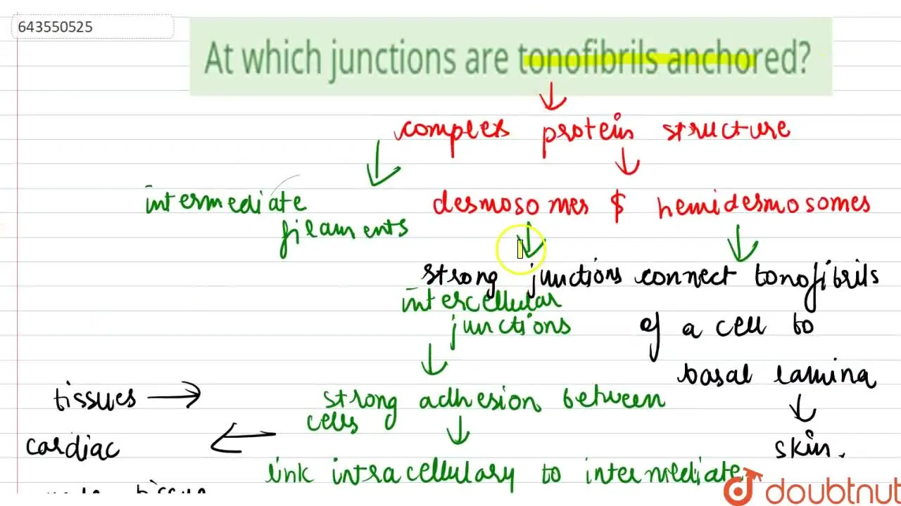 At which junctions are tonofibrils anchored?